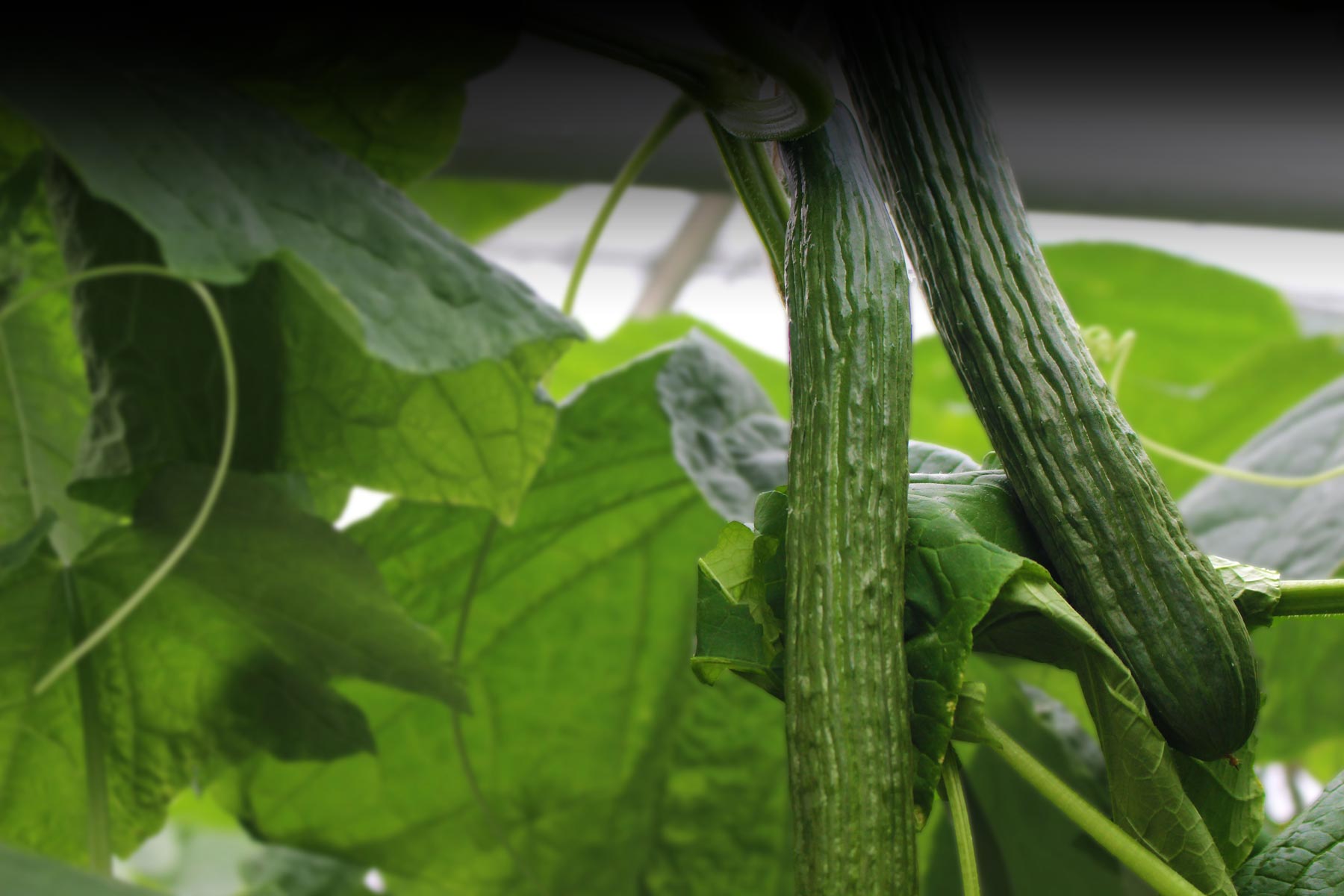 Great Lakes Greenhouses